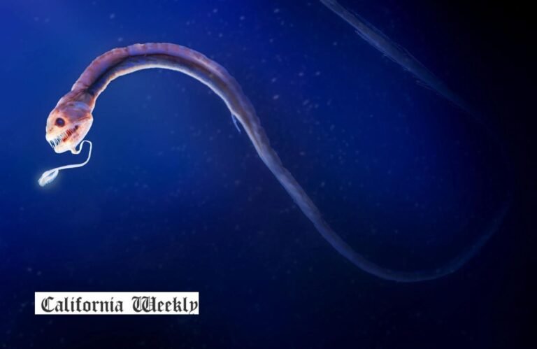 Exploring The Hidden Wonders: A Beginner's Guide To Mariana Trench ...